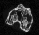 Mouse femur imaging - Molecubes