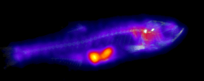 Zebrafish PET-CT imaging - Molecubes