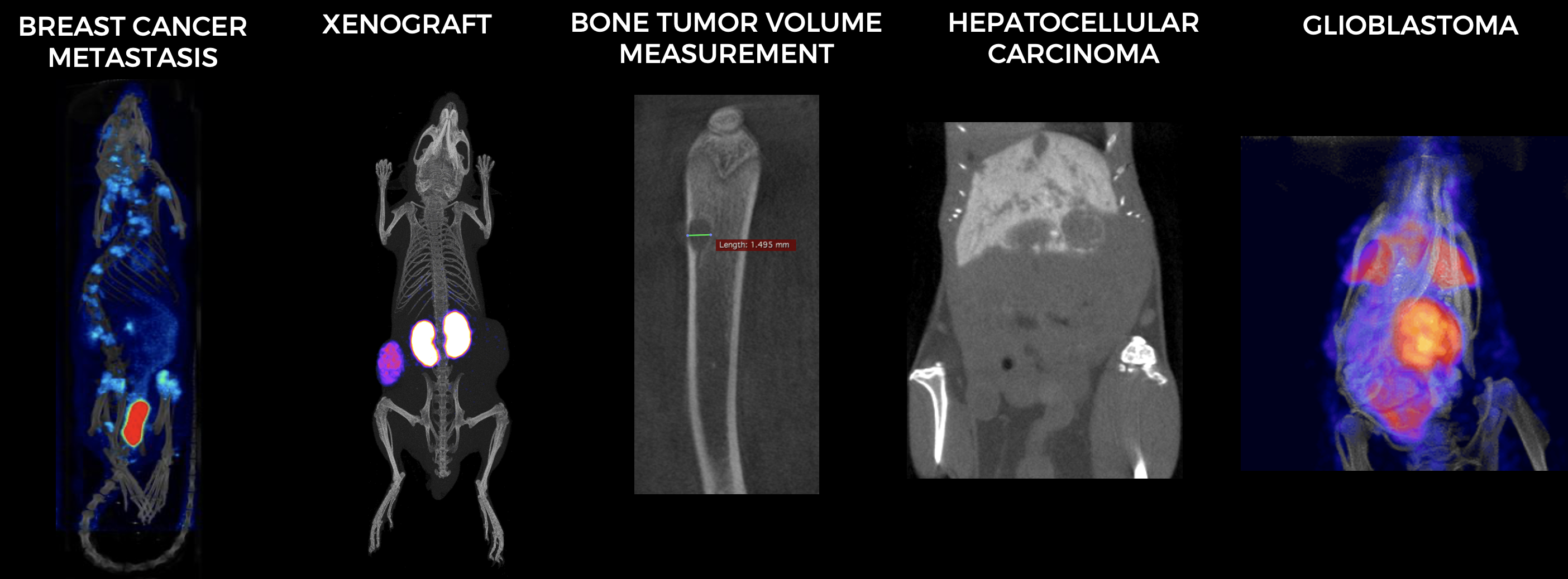 Preclinical imaging in oncology research - Molecubes