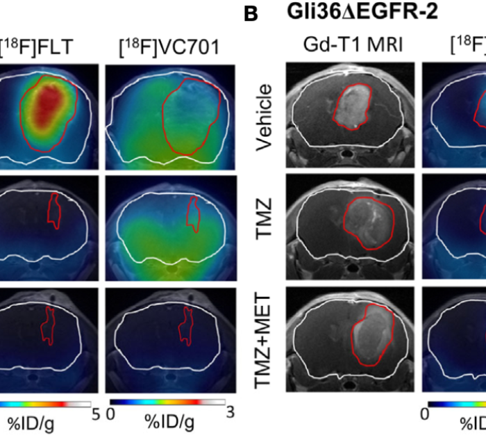 Imaging Metformin Efficacy As Add On Therapy In Cells And Mouse Models